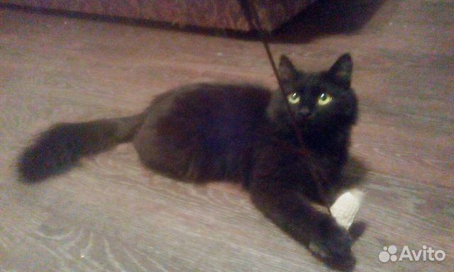 Котёнок Афина