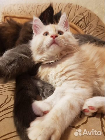 Котята мейнкун