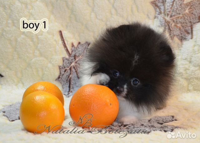 Шпиц померанский