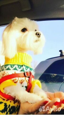 Кобель для вязки