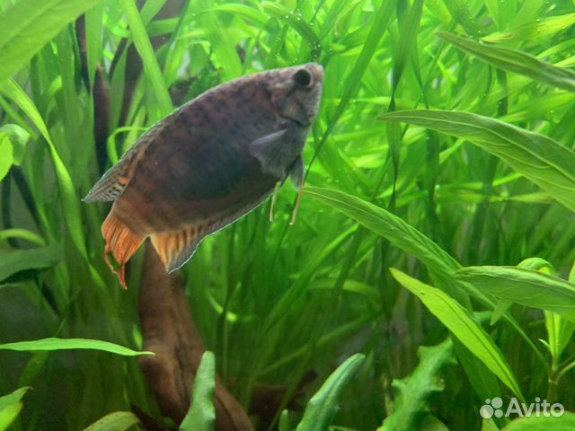 Рыба макропод бесплатно