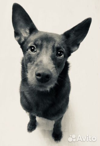 Девочка с бородой