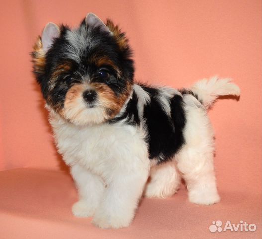 Сладкий пупсик