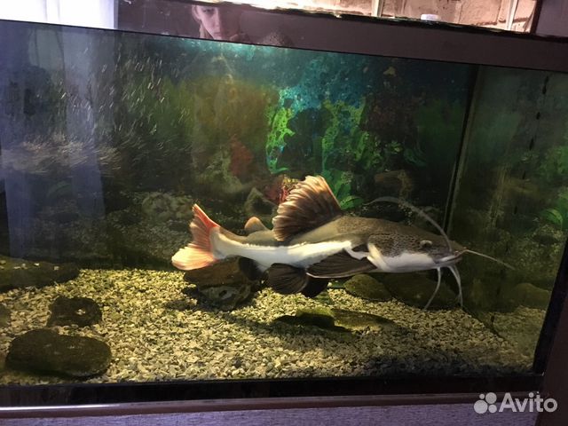 Краснохвостый сом