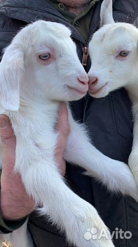 Козлики на племя