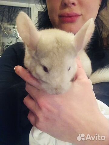 Шиншилла беж мальчик