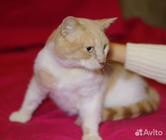 Кот Золотисто-Рыжее Сокровище в дар в добрые руки