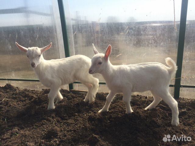 Зааненские козочки