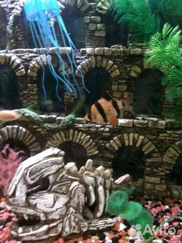 Аквариум