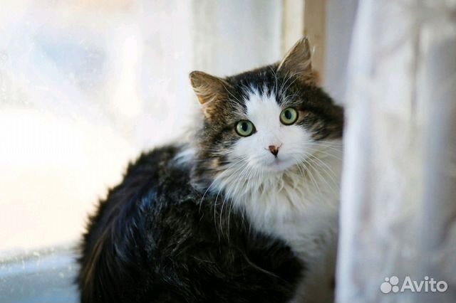 Мурзик 2 года