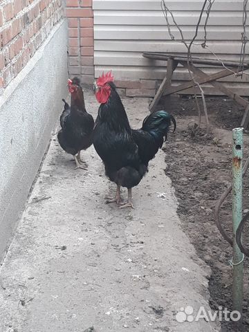 Продаю петуха