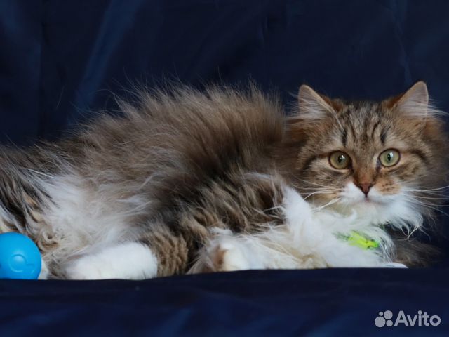 Пушистый котик Пушкин