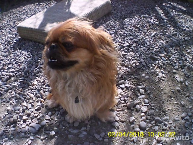 Пропала собака пикинес