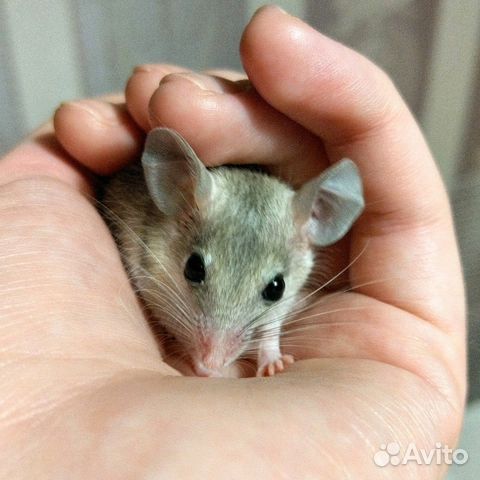 Мыши иглистые. Акомисы. Самцы