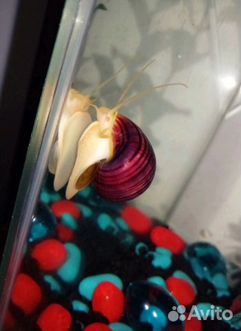 Цветные (разноцветные) улитки ампулярии