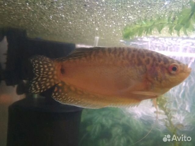 Рыбки Гурами самец и самка