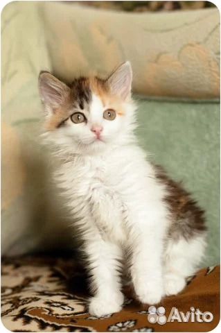 Трехцветная и маленькая