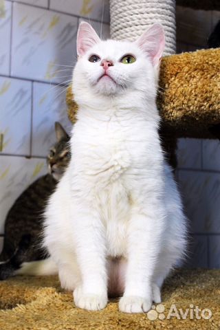 Котёнок