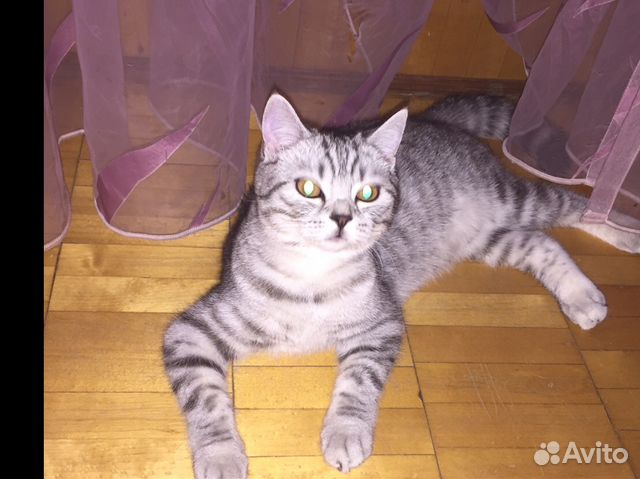 Кошечка Британская