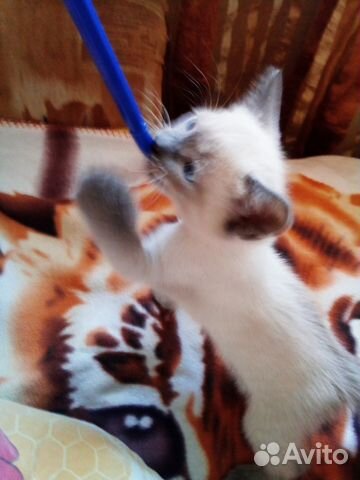 Котик - мальчик красавчик