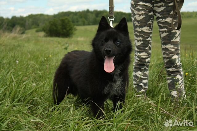 Миша ищет хозяина