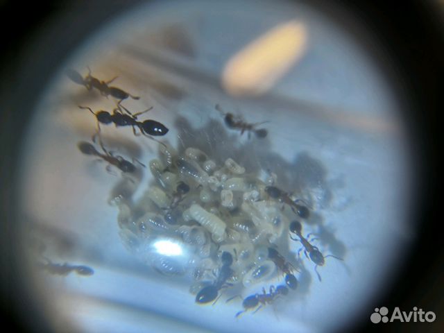 Муравьи Messor structor, Leptothorax acervorum, Se