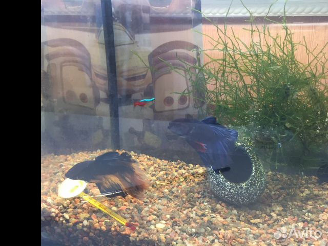 Отдам петушков и неонов