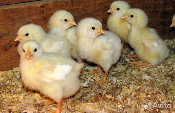 Цыплята-бройлеры подрощенные в наличии