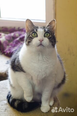 Ласковая кошка, 2-3 года