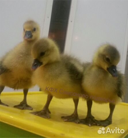 Гусята суточные