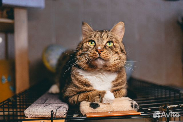 Кот ищет дом