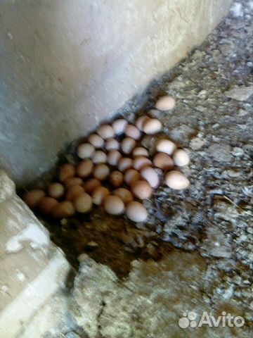 Яйцо цесарки инкубационное