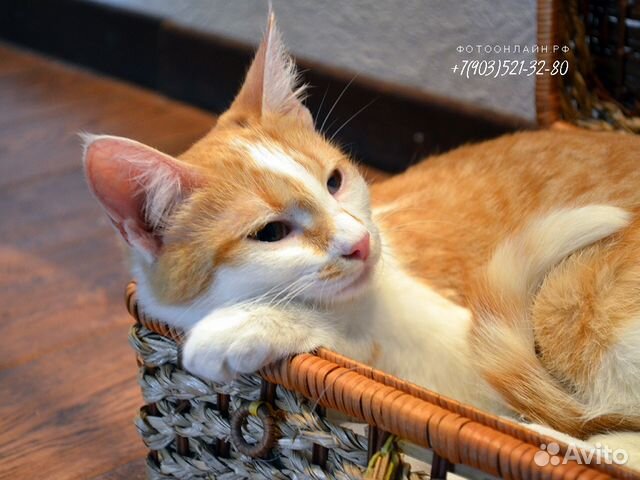 Рыжий котёнок с кисточками на ушках в дар