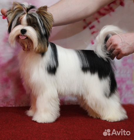 Подрощенный мальчик Бивер