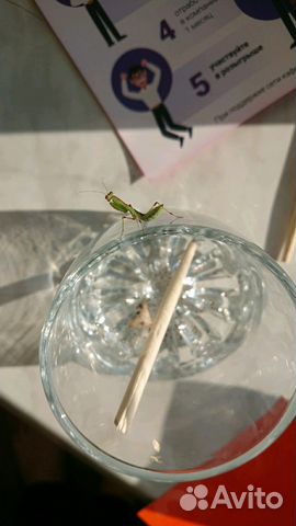 Богомол обыкновенный