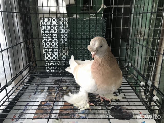 Голуби узбекские