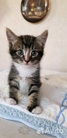 Котенок мальчик Арчи 1,5мес метис домашний здоров