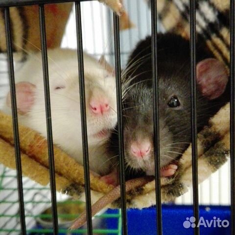 Крысики дамбо в добрые руки