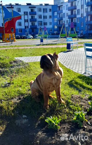 Девочка-шарпей, 5 месяцев