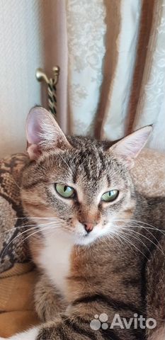 Метис абессинской кошки бесплатно