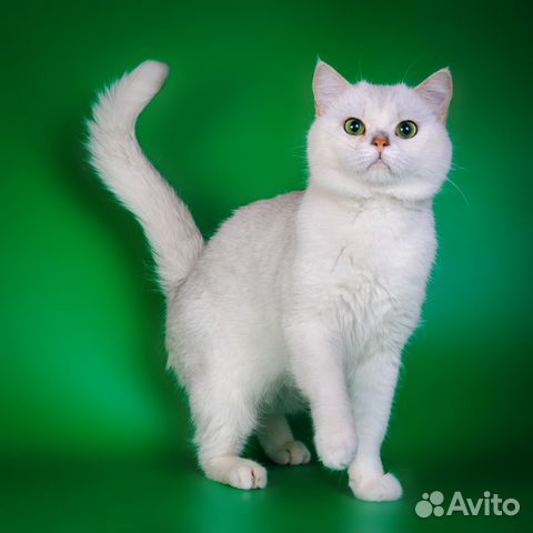 Блондин из Британии