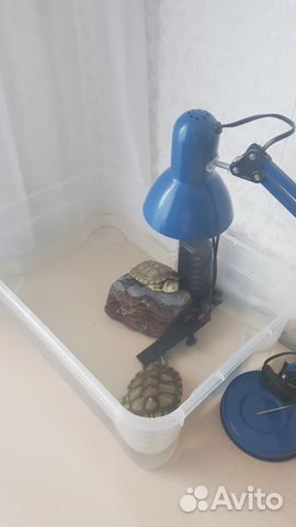Красноухие черепахи