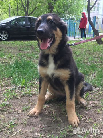 Щенок в дар, 3,5 месяца