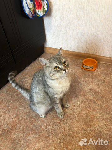 Кошка