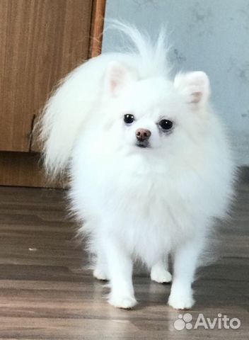 Взрослая девочка шпиц