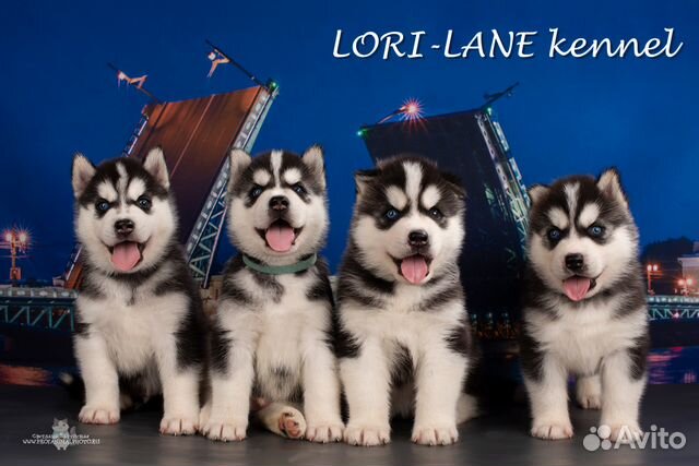 Щенки сибирский хаски