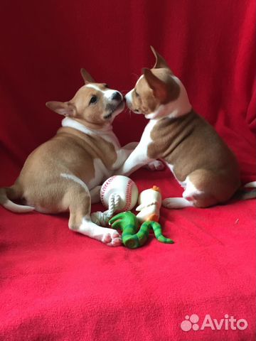 Маленькие Басенджи