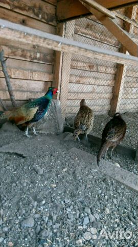 Фазанята,яйцо фазана,гигант Джерси, брама