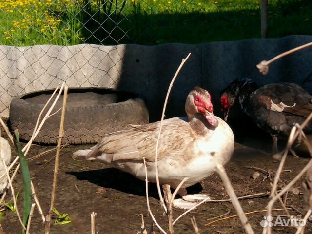 Мускусные утки