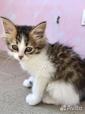 Котёнок Люси ищет дом